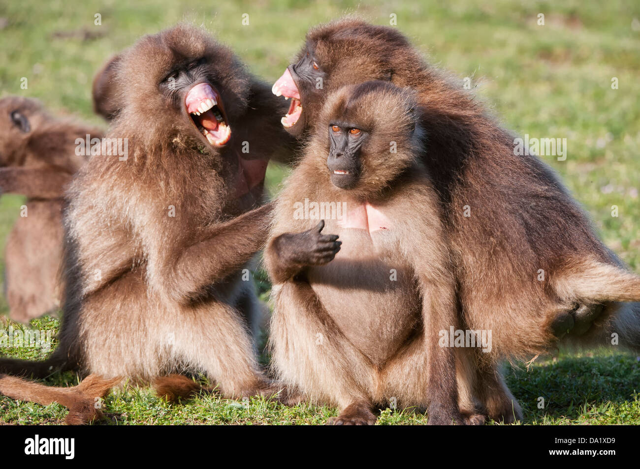 Gelada baboons (Theropithecus Gelada) displaying its teeth, North ...