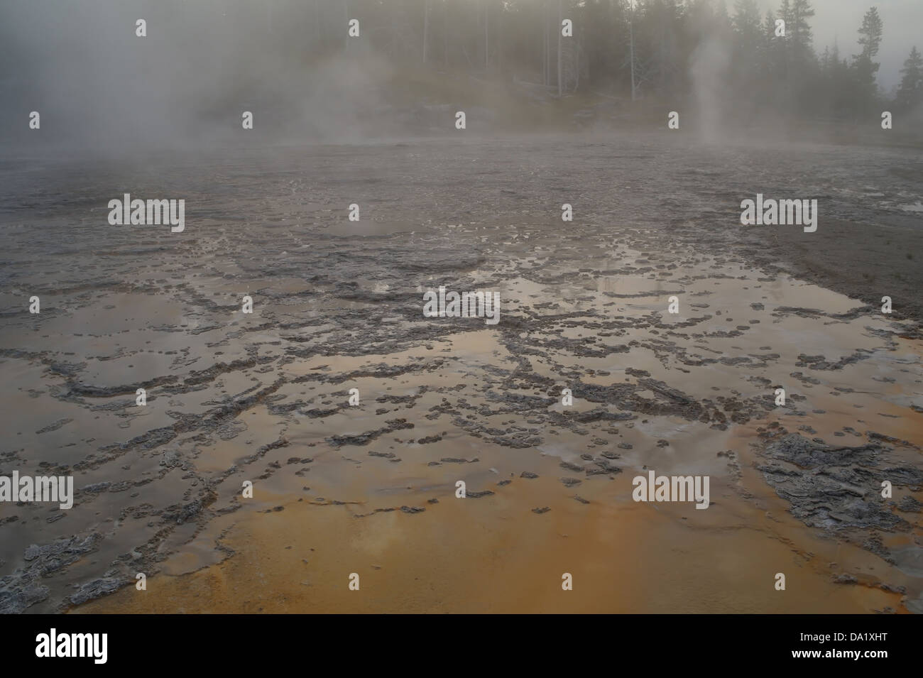 Dawn steam fog pine trees hillside, steaming geysers, orange bacterial ...