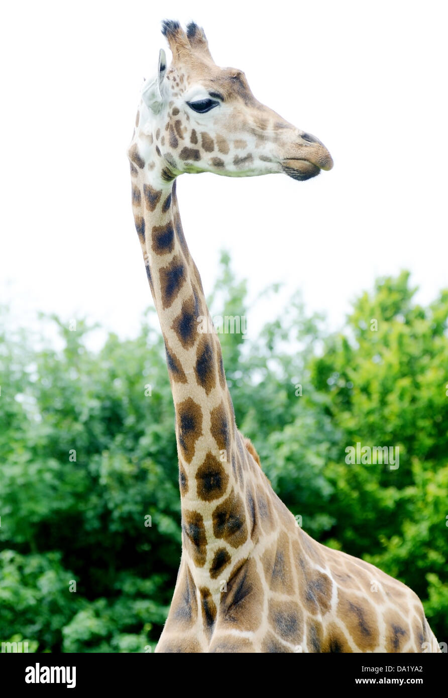 Giraffe closeup hi-res stock photography and images - Alamy