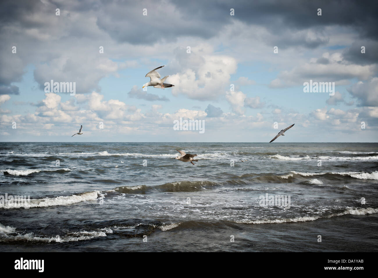 Seagulls in flight over the sea Stock Photo - Alamy