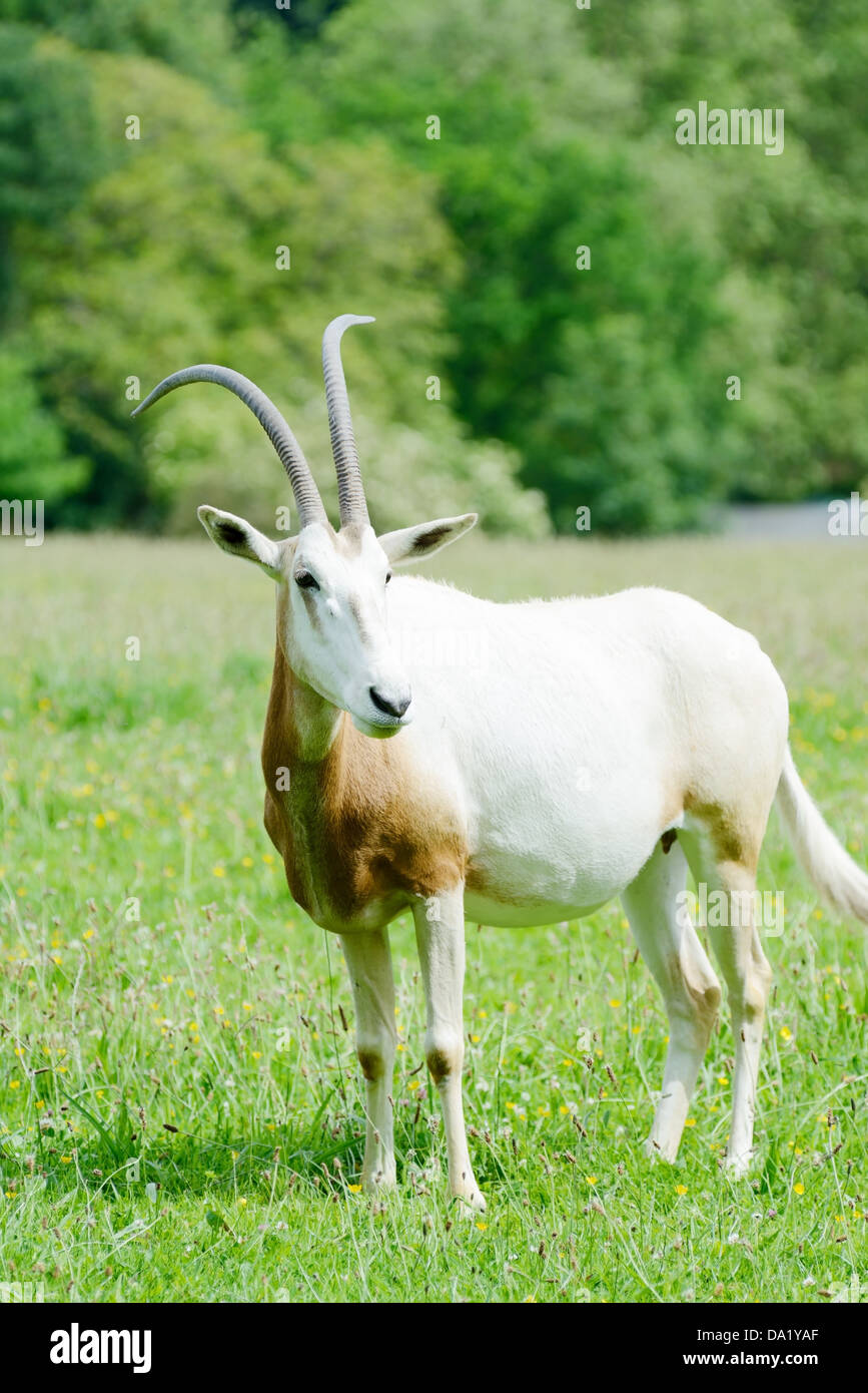 scimitar horned oryx alone in a grassland looking alert Stock Photo - Alamy