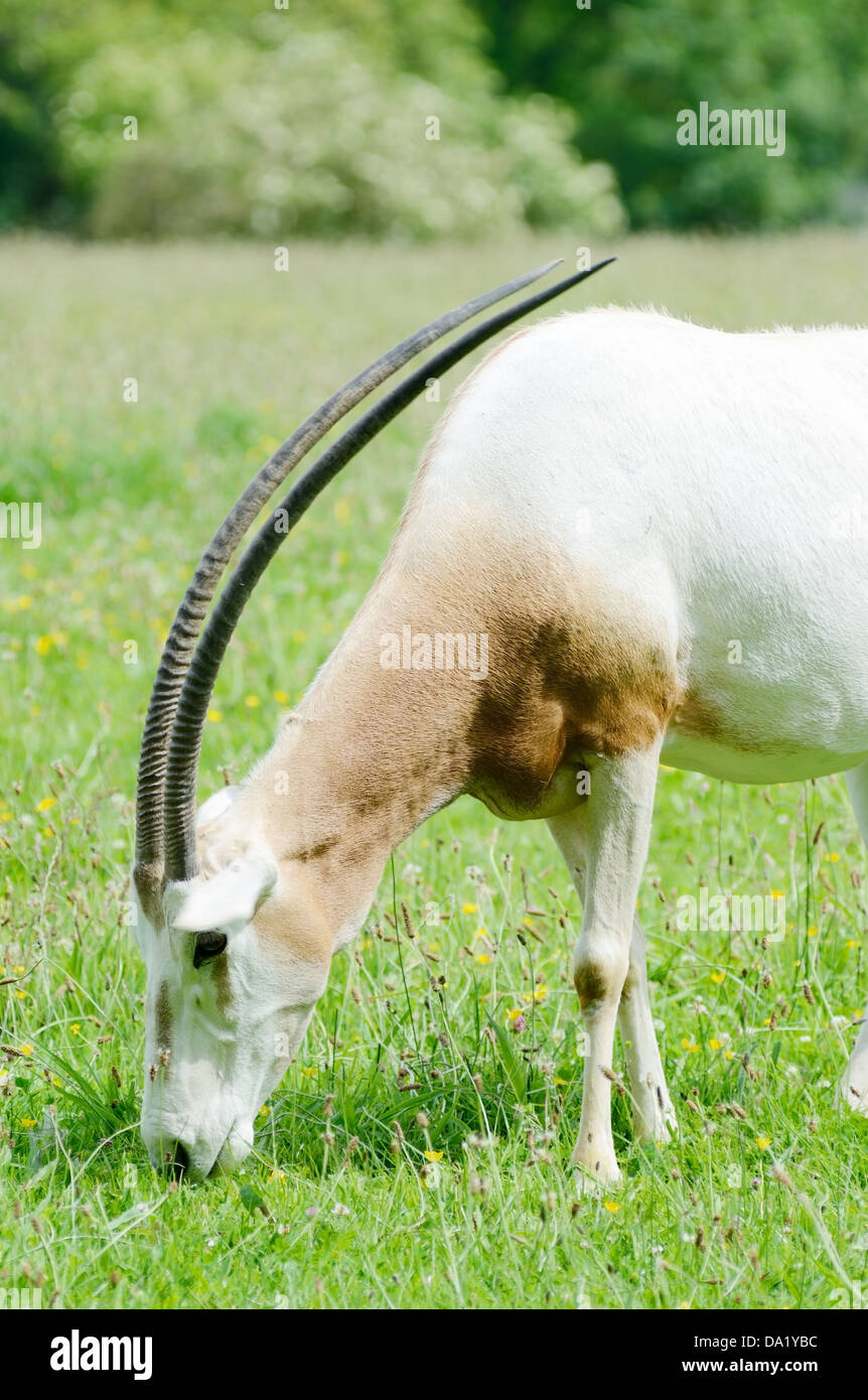 Scimitar animal hi-res stock photography and images - Alamy