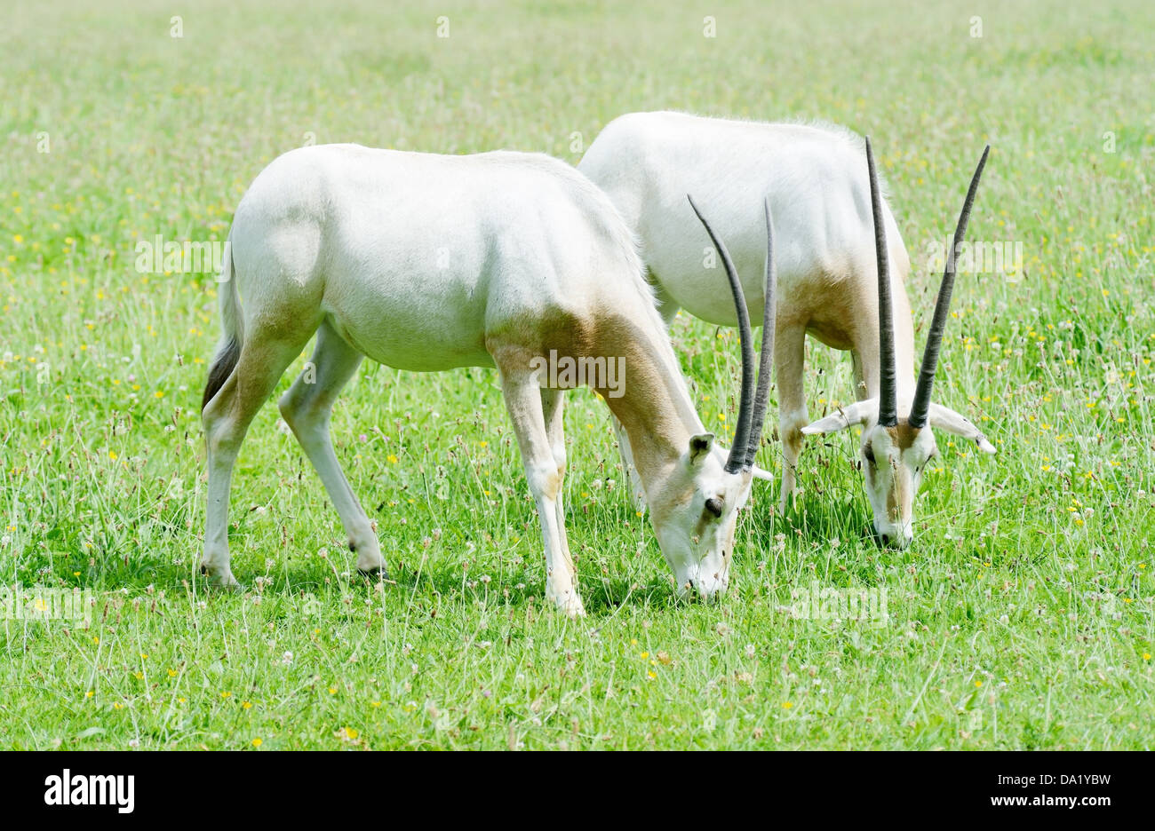 Two scimitar horned oryx eating grass together in sunshine Stock Photo ...