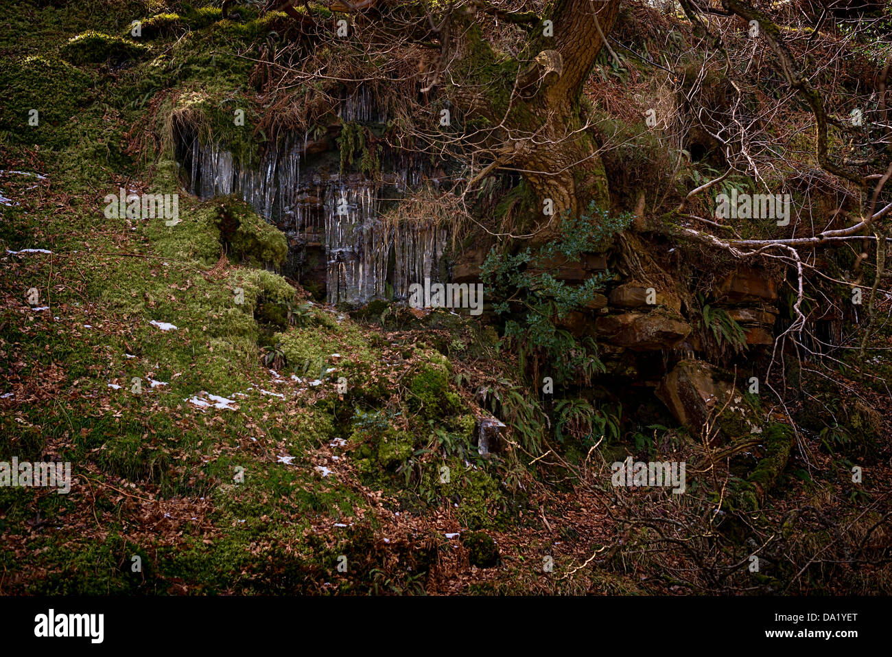 Icicles formed under a tree Stock Photo - Alamy