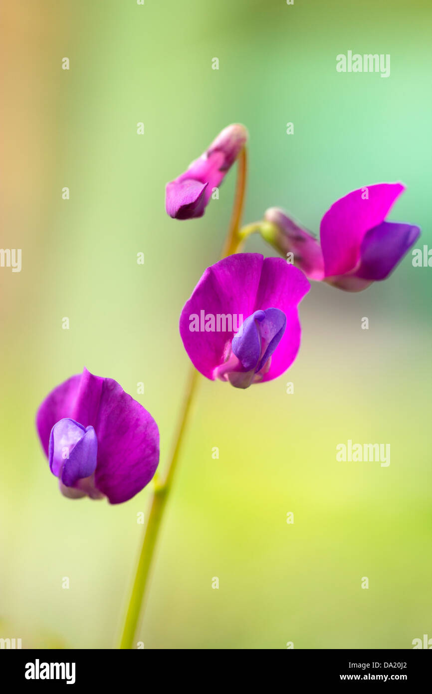close-up of Lathyrus sativus flowers Stock Photo - Alamy