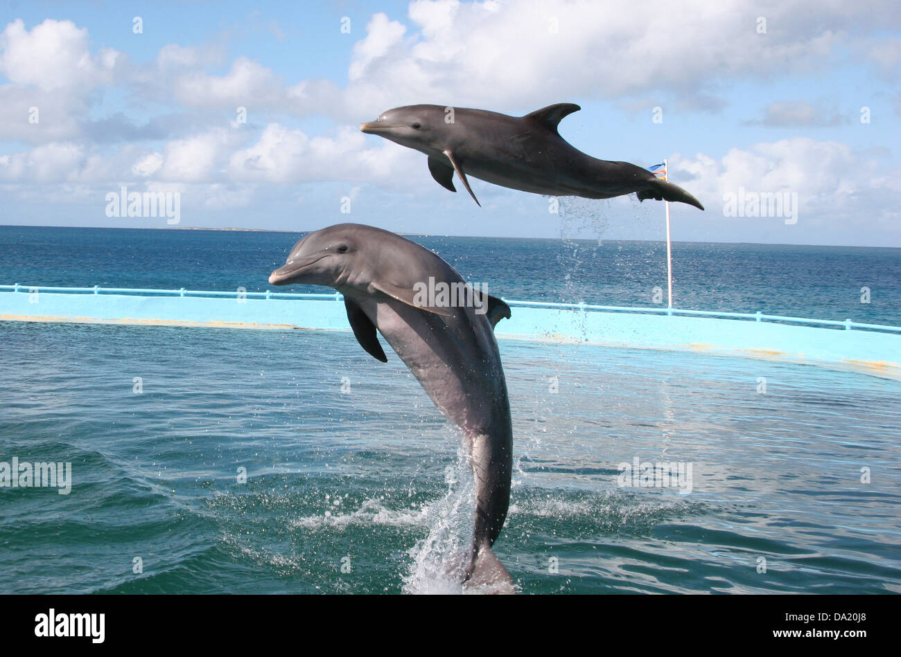 Two dolphins jumping in a pool, Dolphin Discovery, Blowing Point ...