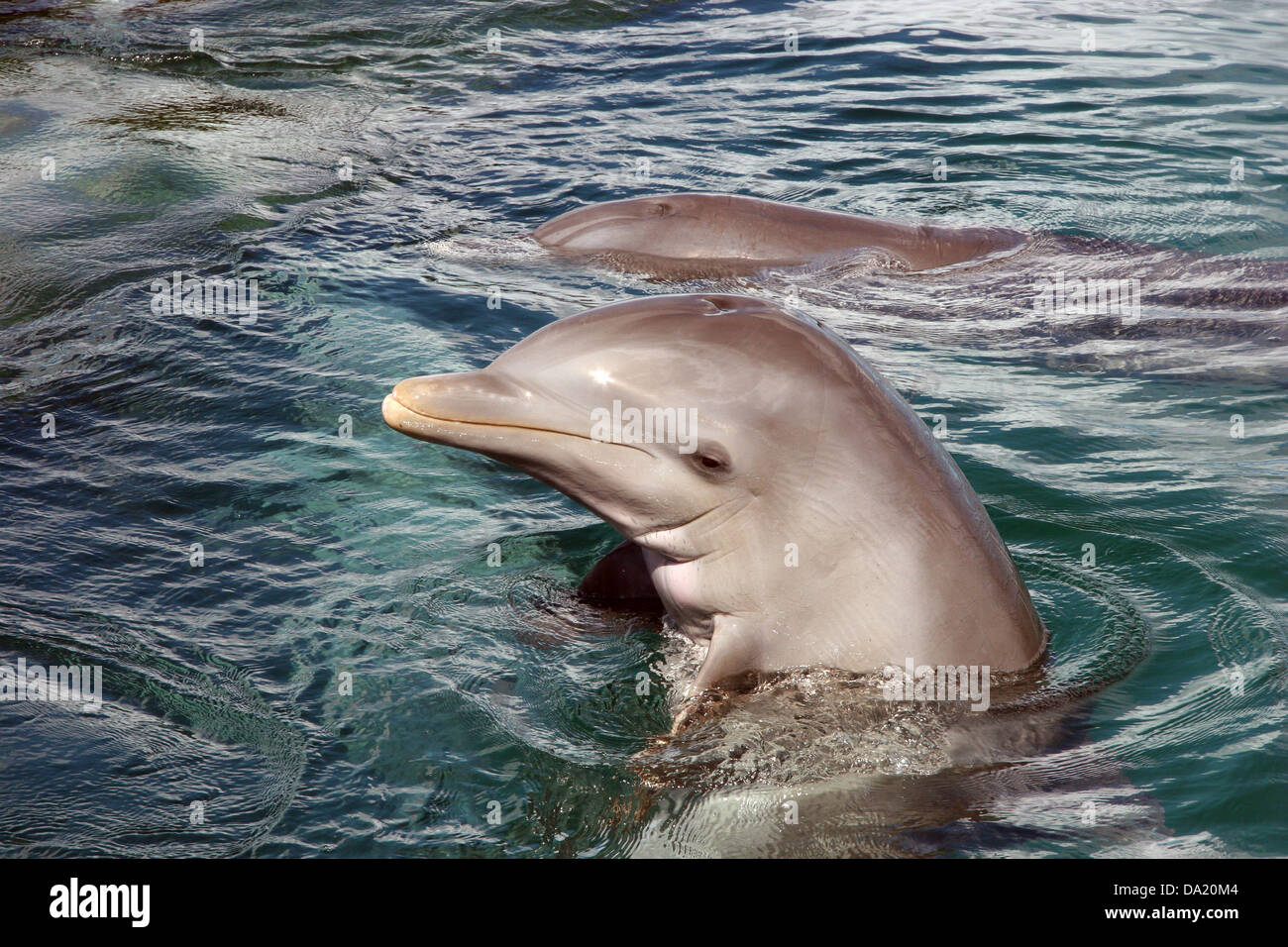 Dolphins swimming, Dolphin Discovery, Blowing Point, Anguilla Stock ...