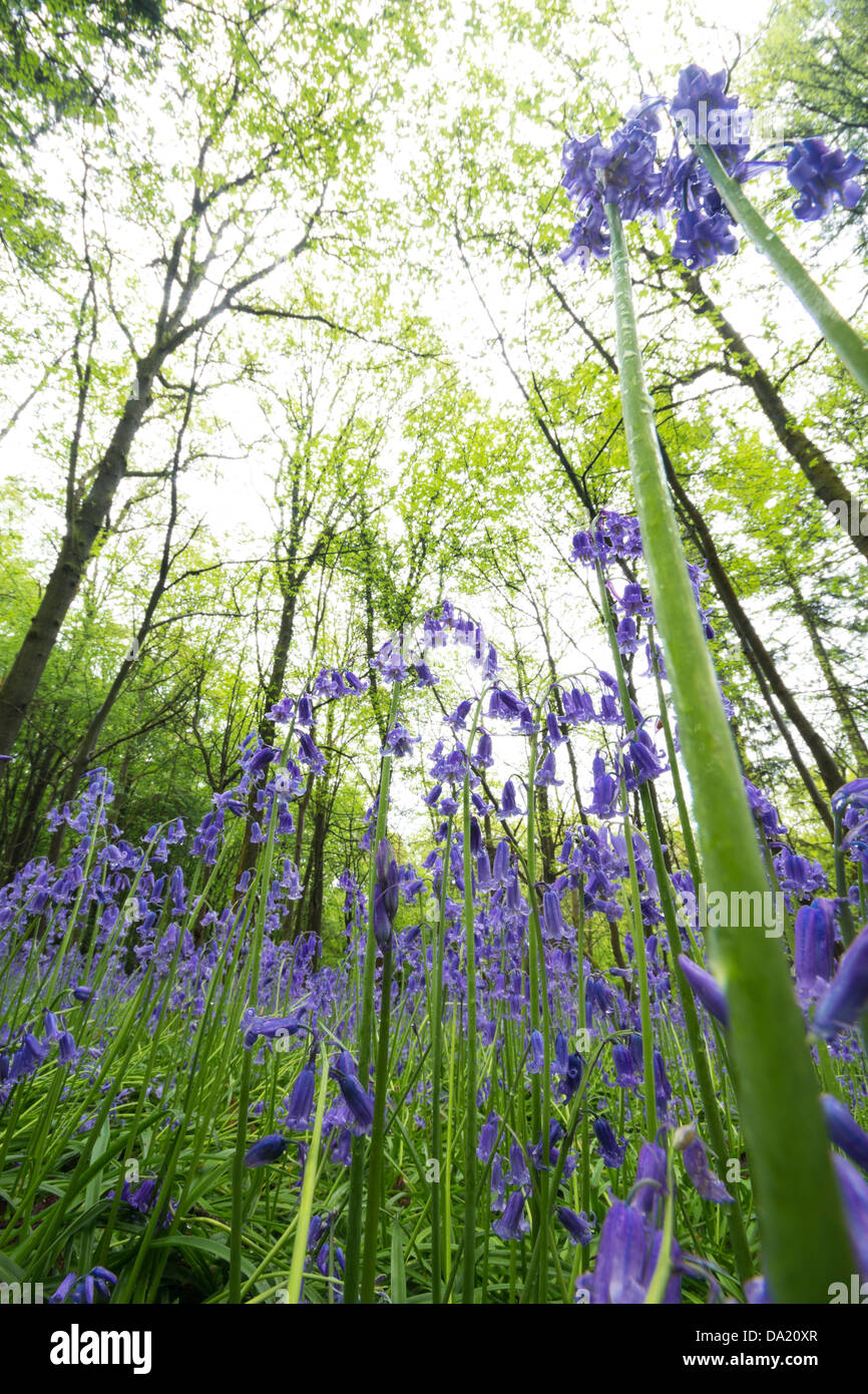 Springtime Bluebells Forest of Dean Gloucestershire UK Stock Photo - Alamy