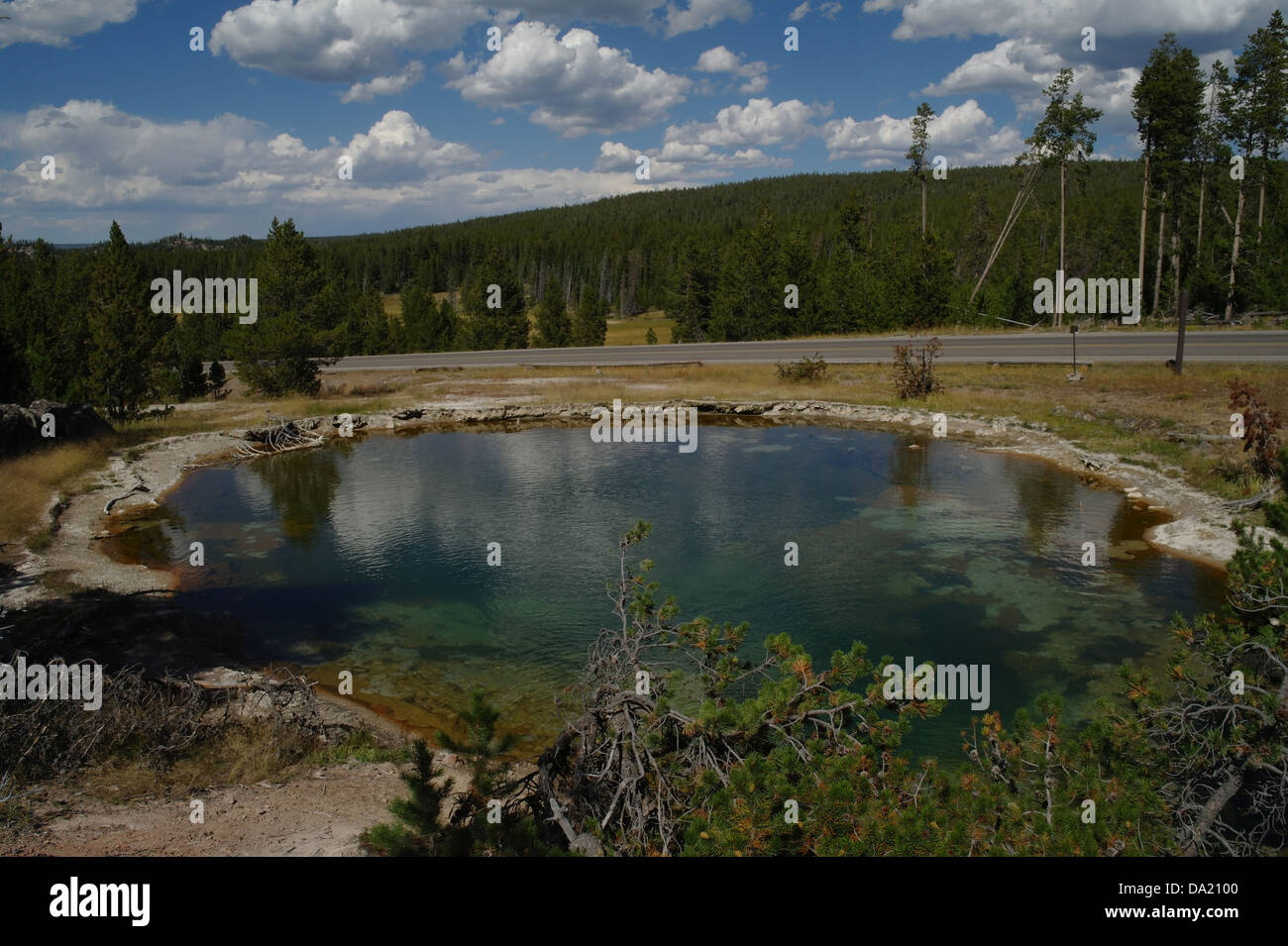 1 small green pine tree rising foreground view hi-res stock photography ...