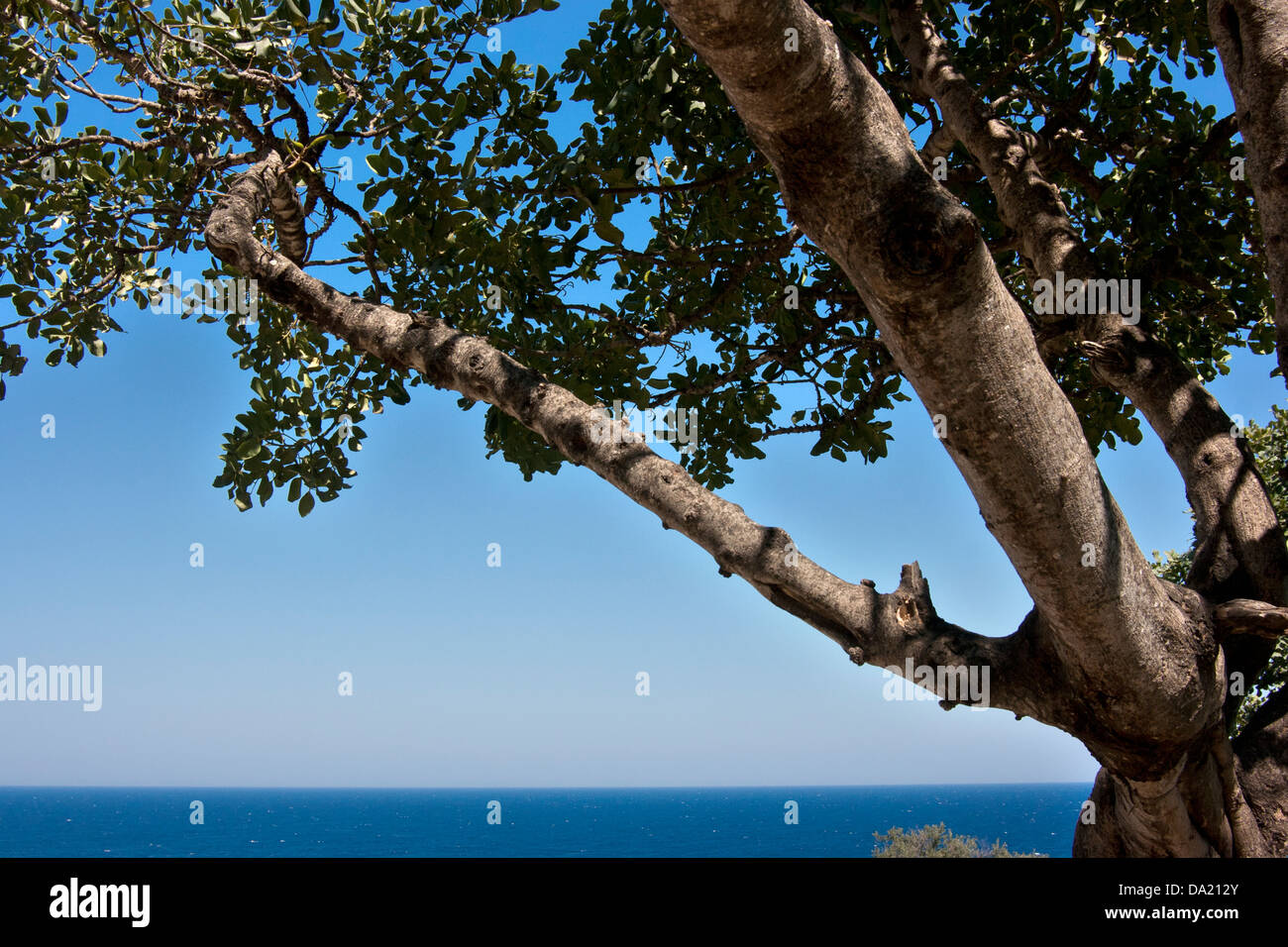 Cyprus olive tree hi-res stock photography and images - Alamy