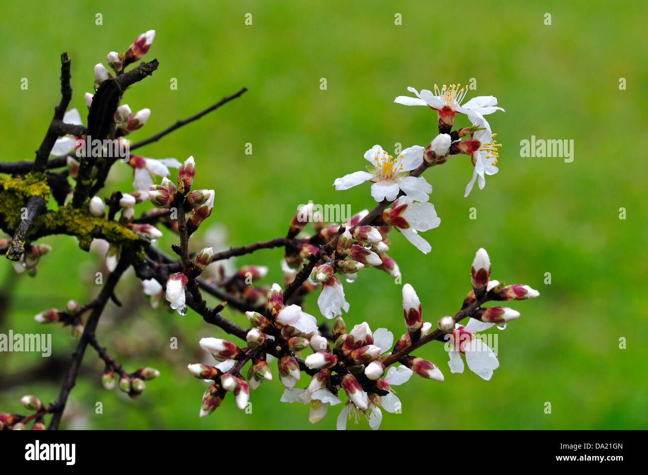Blooming almond tree branch with buds and flowers after the rain Stock ...