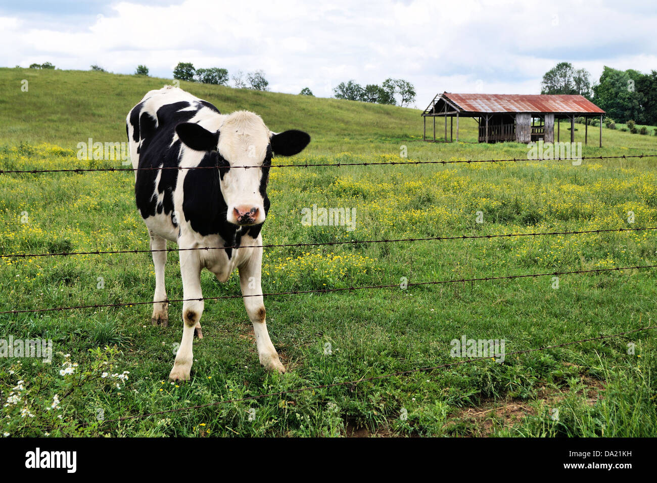 Calf standing in pasture Stock Photo - Alamy