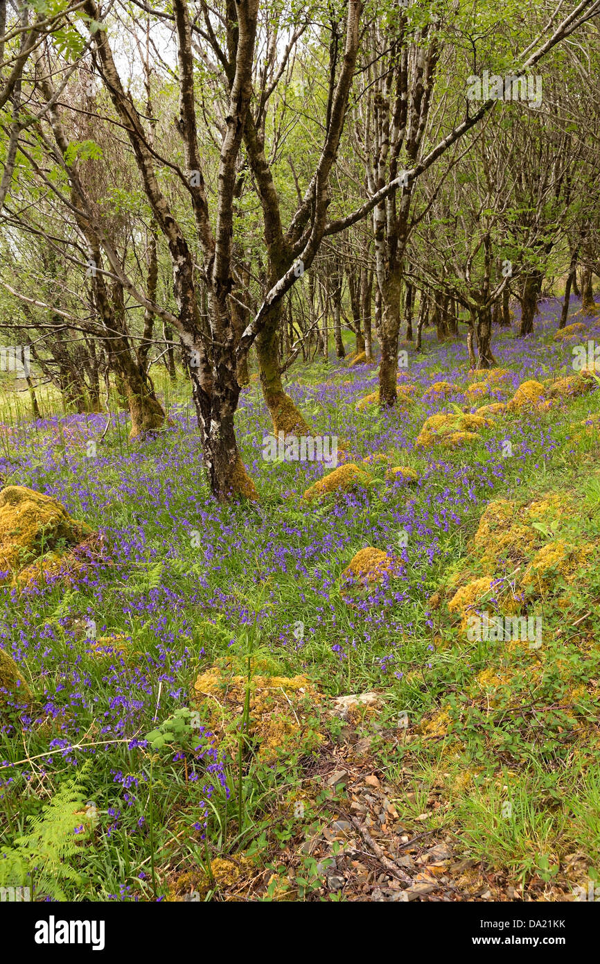 Kinloch forest skye hi-res stock photography and images - Alamy