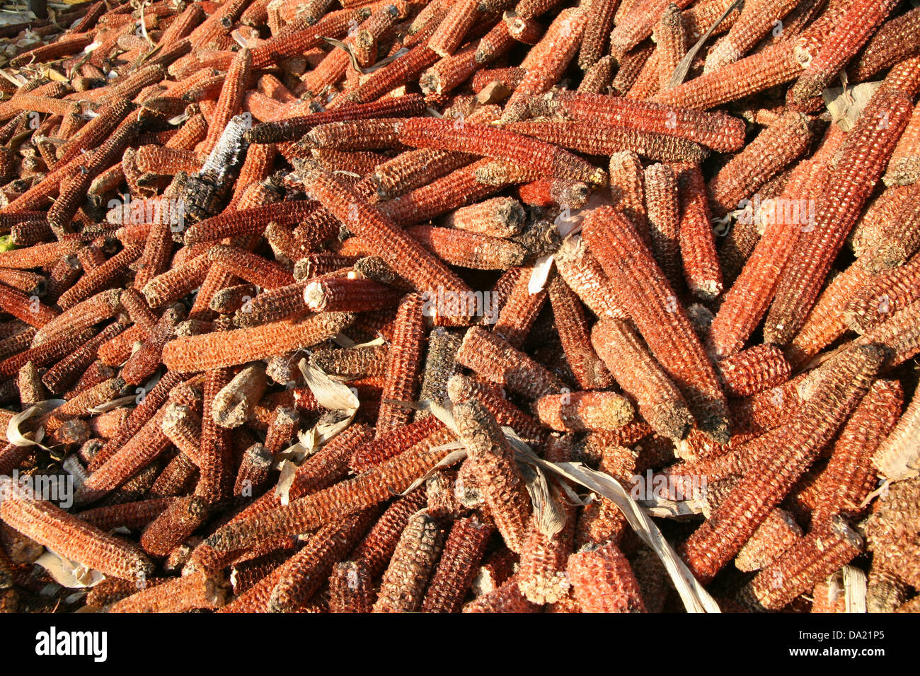 Closeup shot of cob in the old granary, like nice background Stock ...