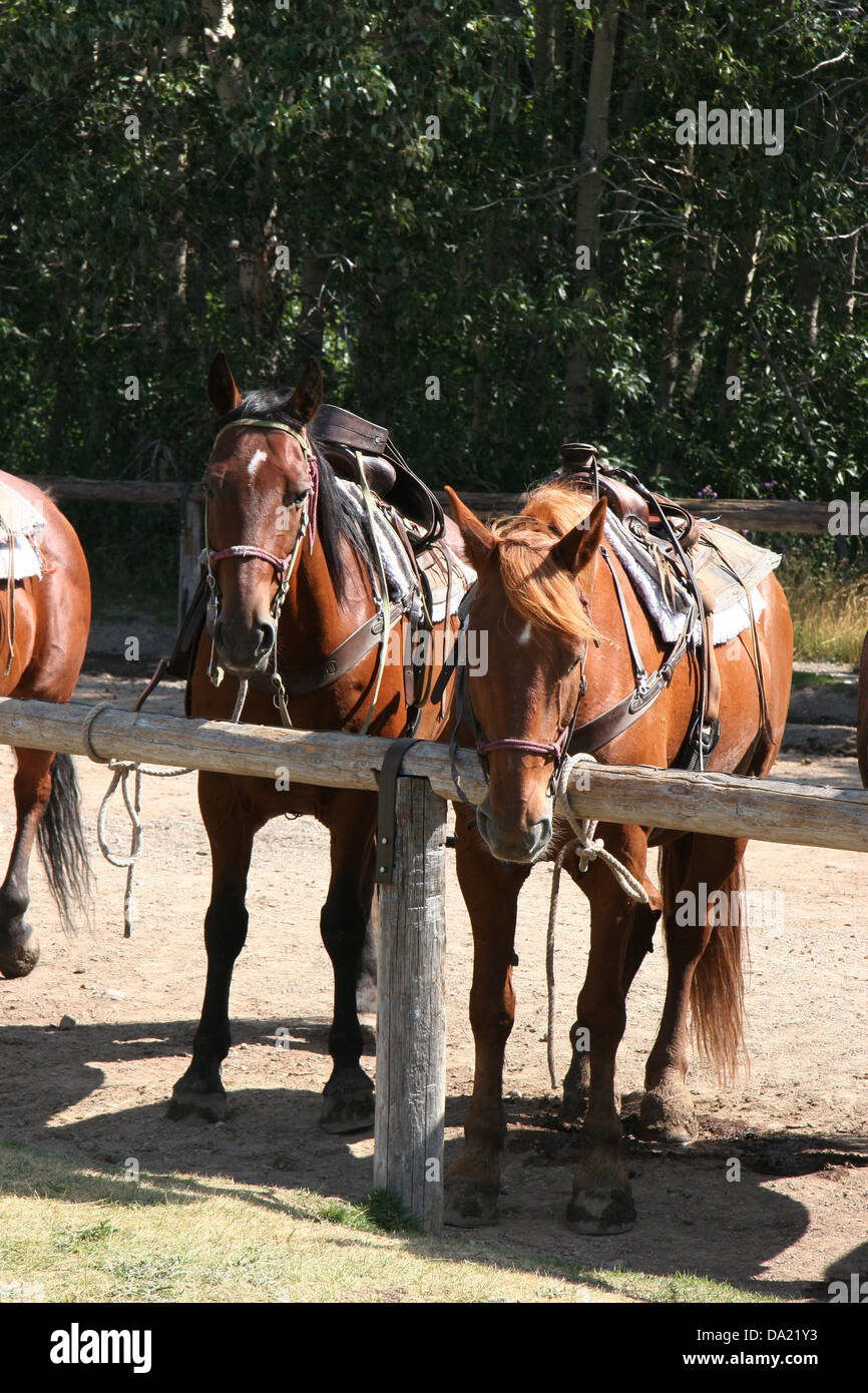 Corralled hi-res stock photography and images - Alamy