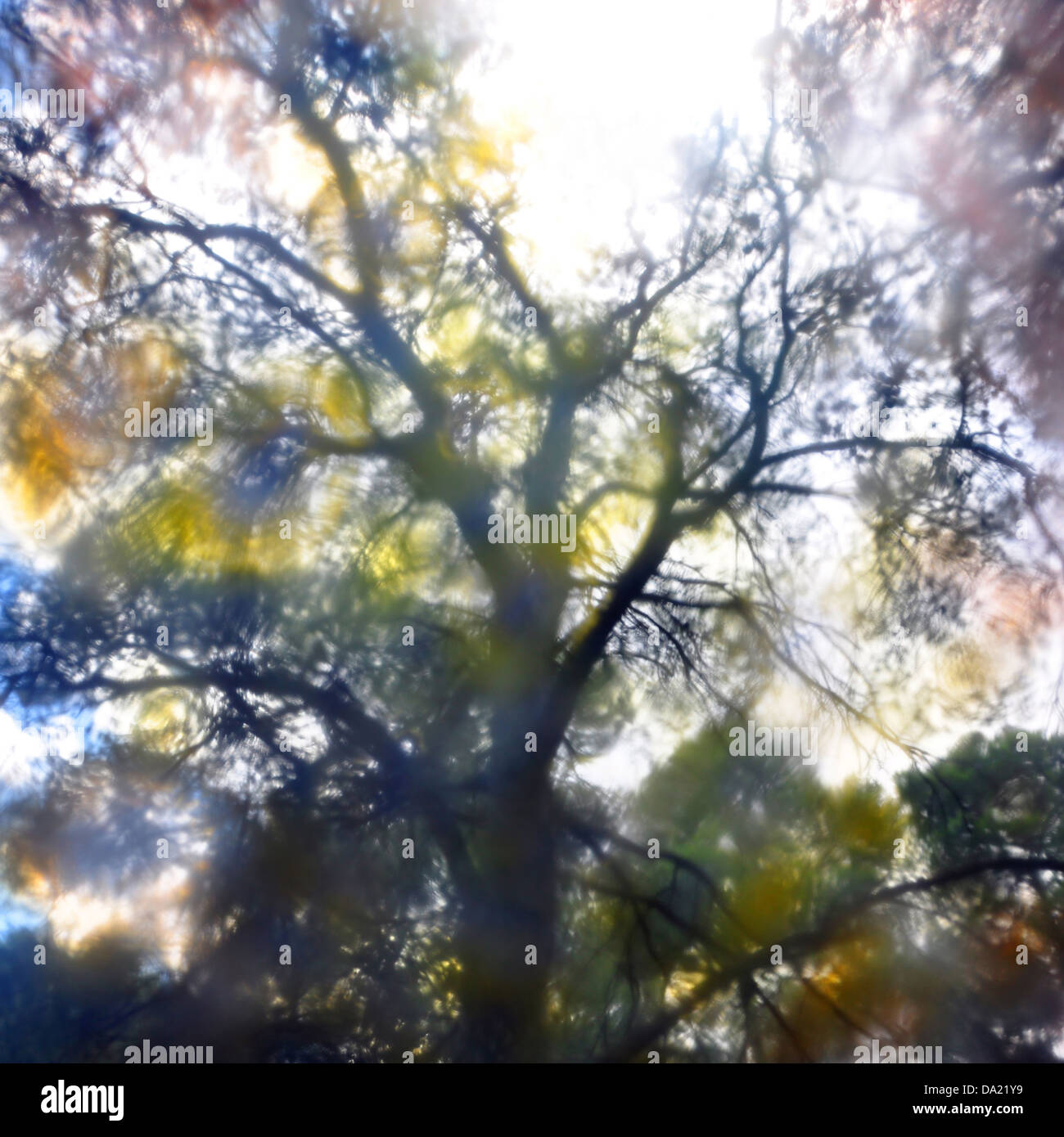 Forest trees colorful orbs paint stained glass distortion. Nature ...
