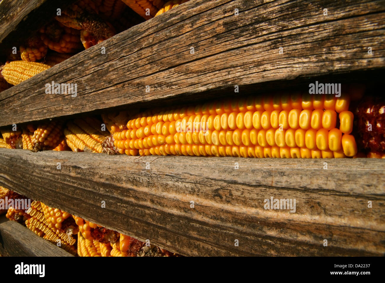 Closeup shot of corncob in the old granary, like nice background Stock ...