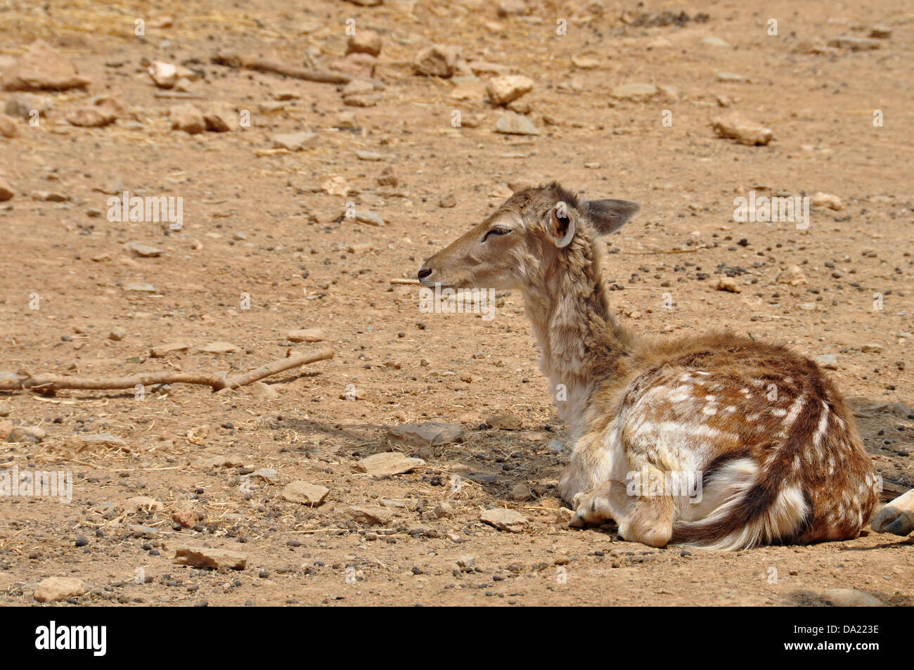 Fallow deer animal resting. Doe with spotted coat native to Rhodes ...