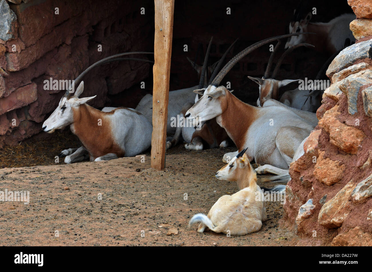 Species of oryx hi-res stock photography and images - Alamy