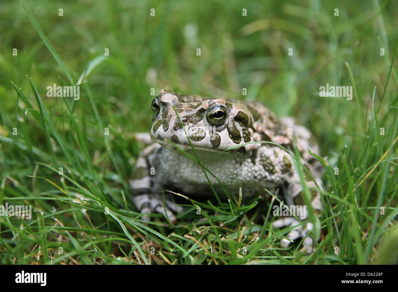 Toad grass hi-res stock photography and images - Alamy