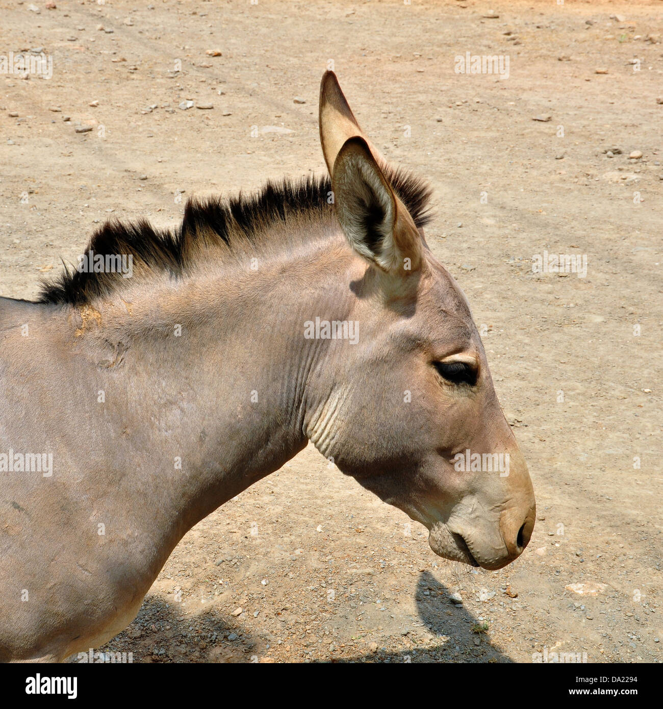 Somali wild ass. Critically endangered animal similar to the zebra ...