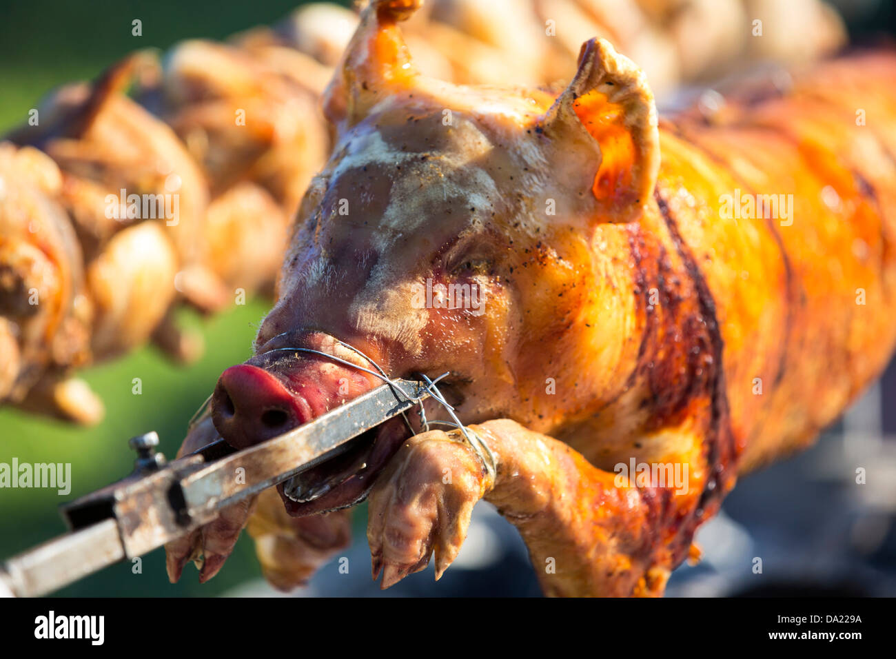 A hog roast and chickens roasting over a charcoal barbeque Stock Photo ...