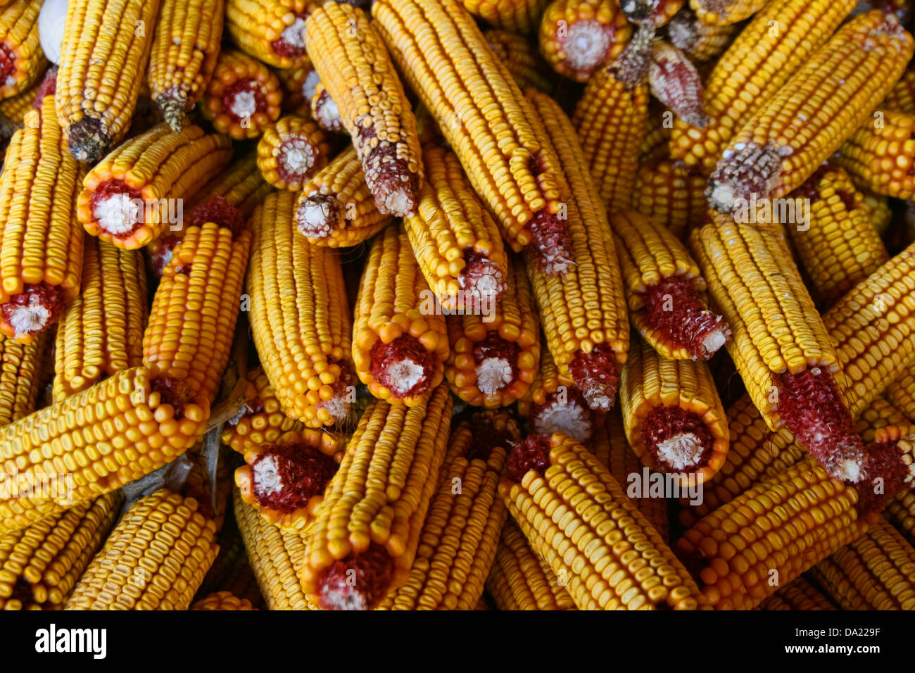 Old Corn Plant High Resolution Stock Photography and Images - Alamy