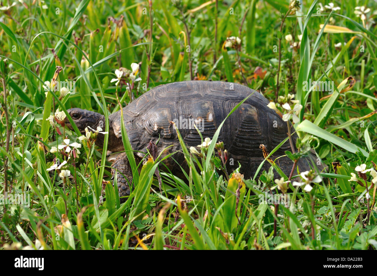 Turtle among blooming wild flowers and green grass. Spring background ...