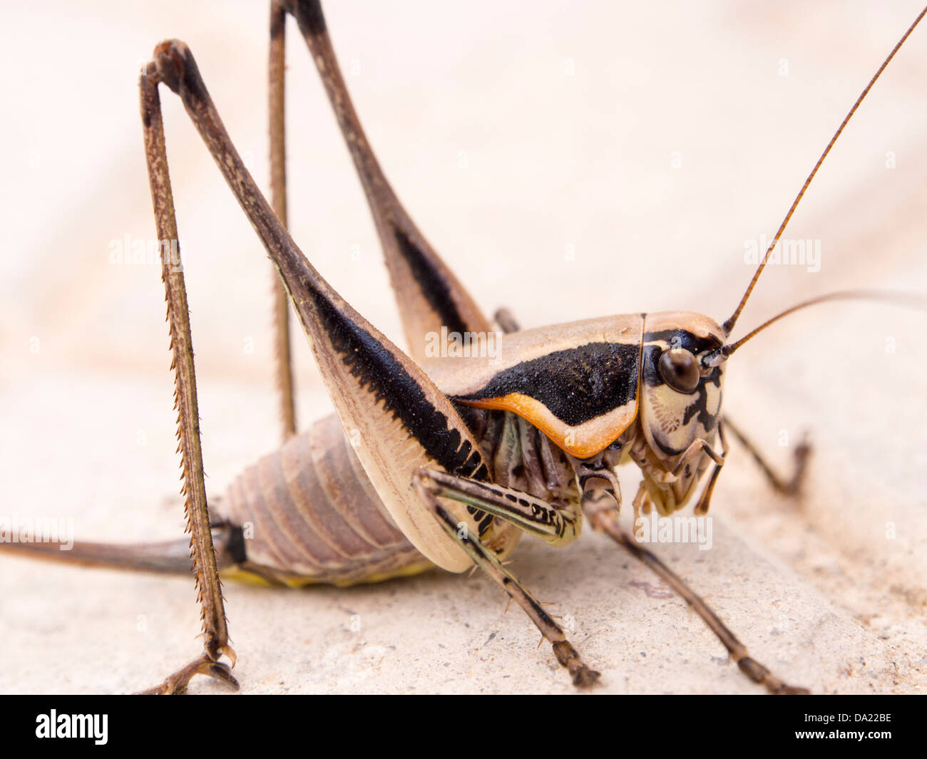 Ovipositor Insect High Resolution Stock Photography and Images - Alamy