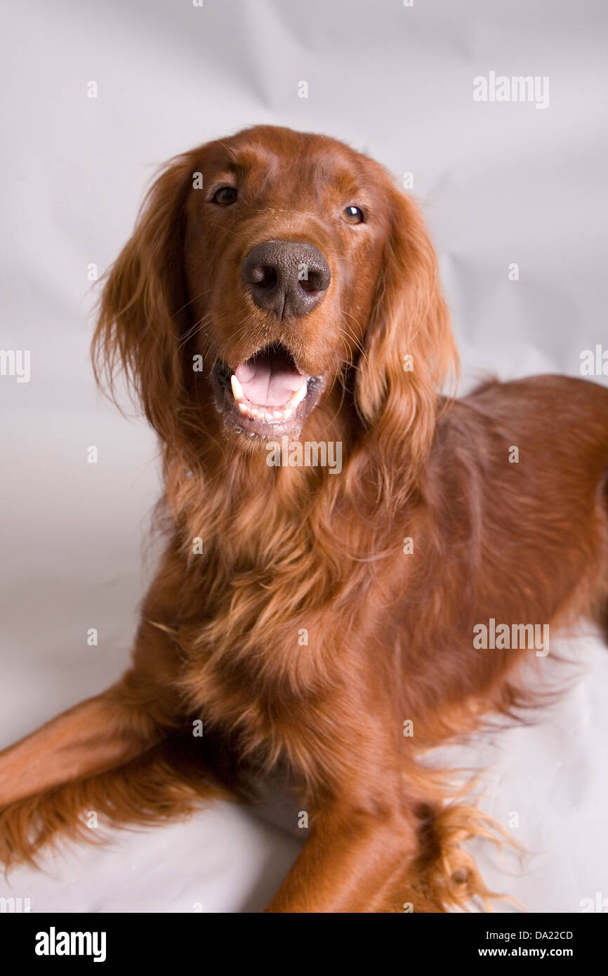 Irish red and white setter hi-res stock photography and images - Alamy