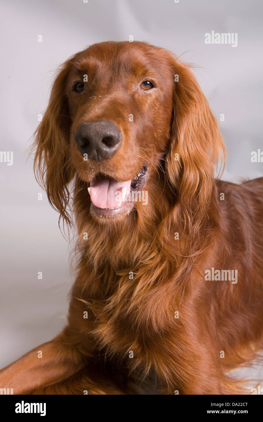 Portrait of Irish Setter Stock Photo - Alamy