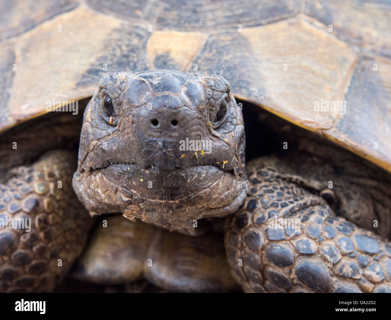 A Marginated Tortoise (Testudo marginata) on Lesvos, Greece Stock Photo ...