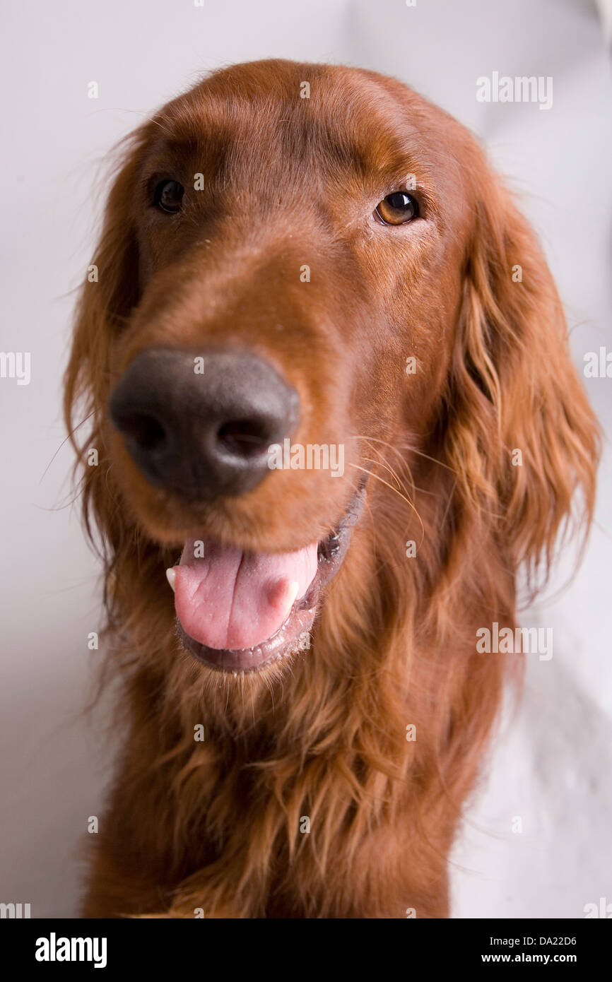 Portrait of Irish Setter Stock Photo - Alamy