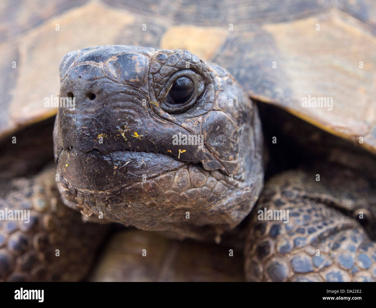 A Marginated Tortoise (Testudo marginata) on Lesvos, Greece Stock Photo ...