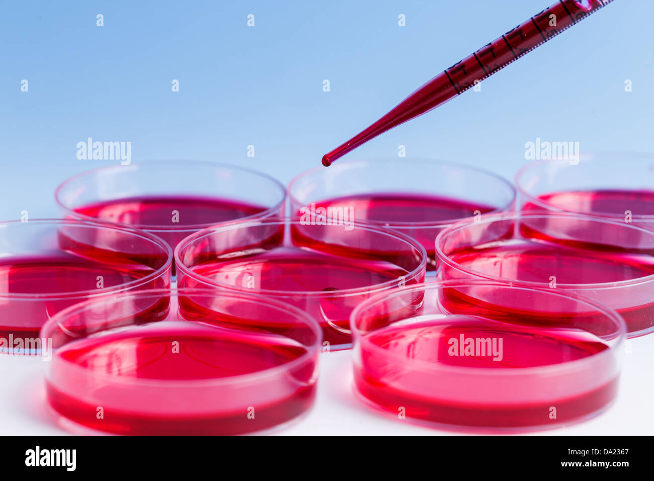 petry dishes on laboratory table Stock Photo - Alamy