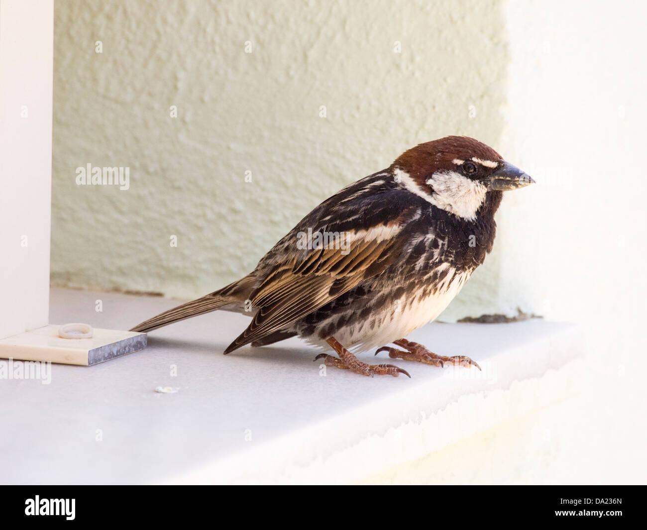 Sparrow attractive bird hi-res stock photography and images - Alamy