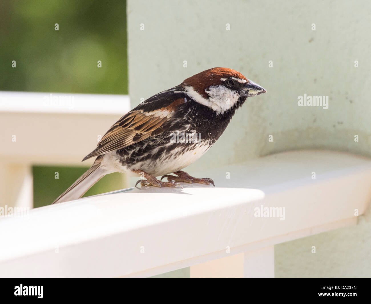 A male Spanish Sparrow (Passer hispaniolensis) on Lesvos, Greece Stock ...