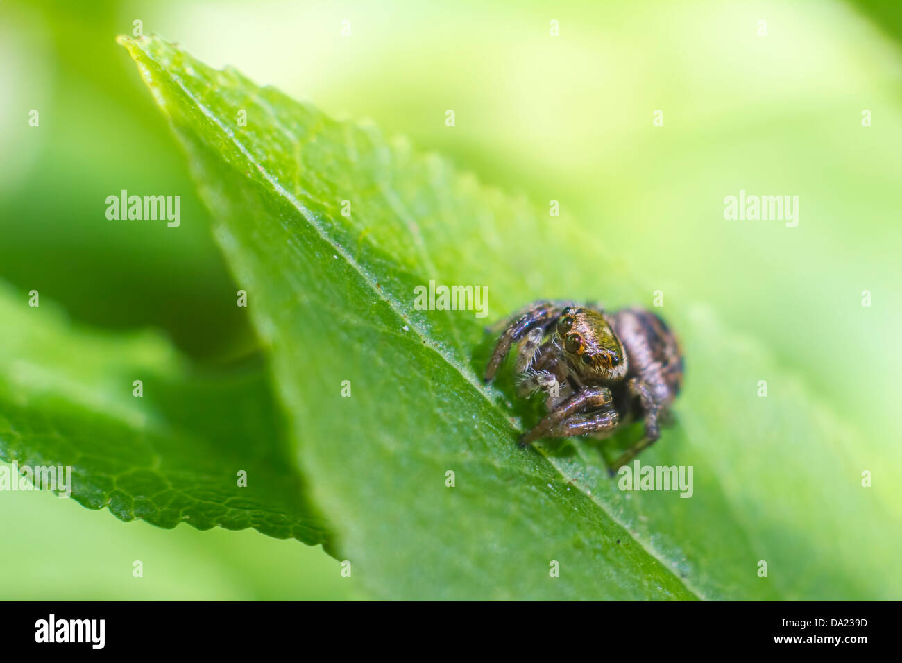 Jumping spider (Salticus scenicus Stock Photo - Alamy