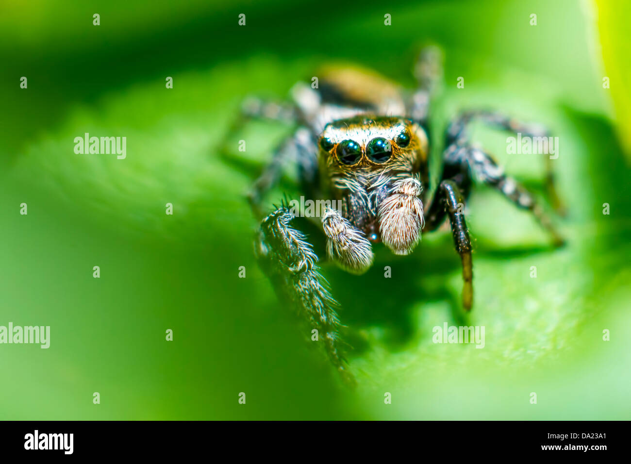 Jumping spider (Salticus scenicus Stock Photo - Alamy