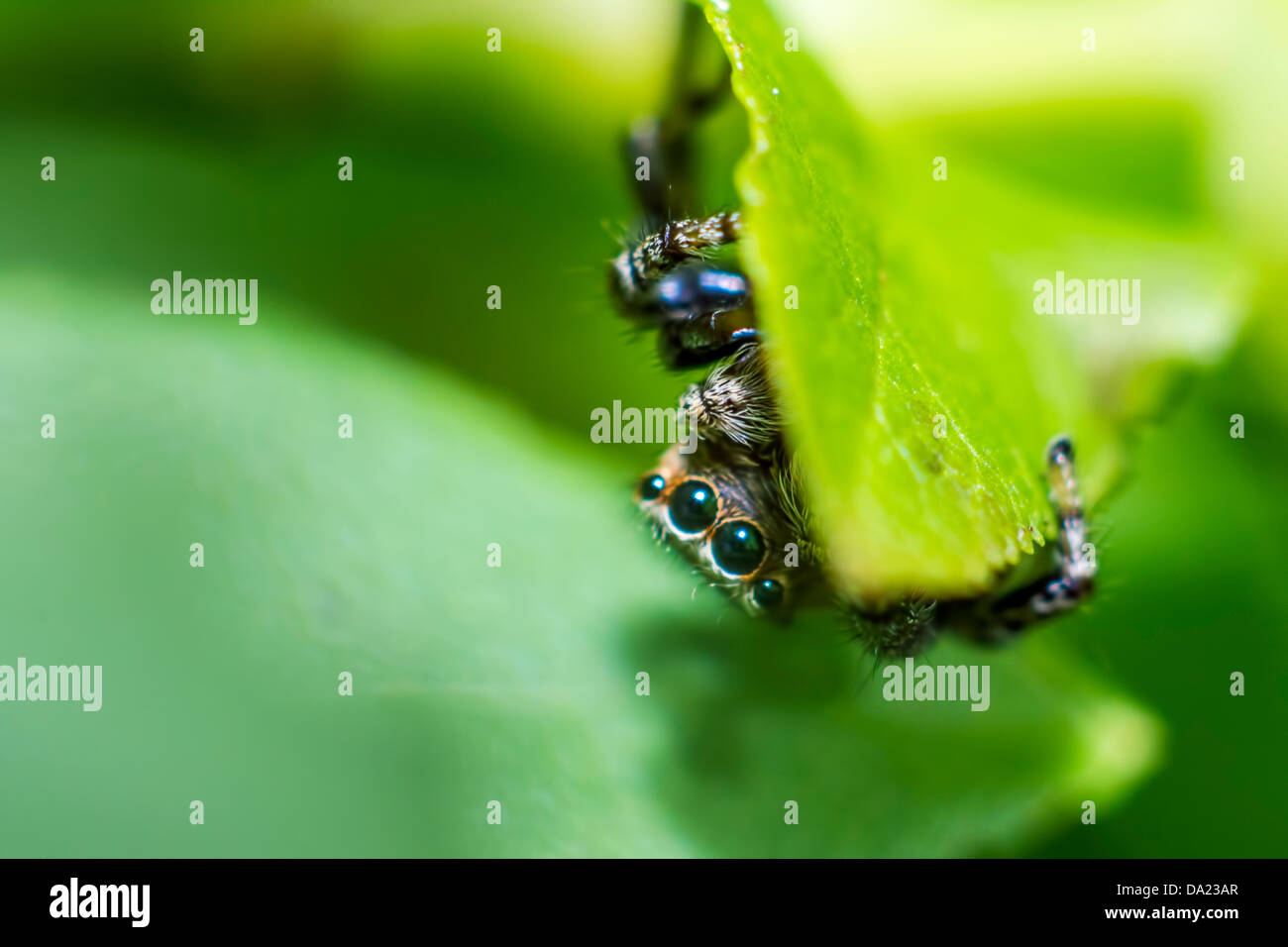 Jumping spider (Salticus scenicus Stock Photo - Alamy