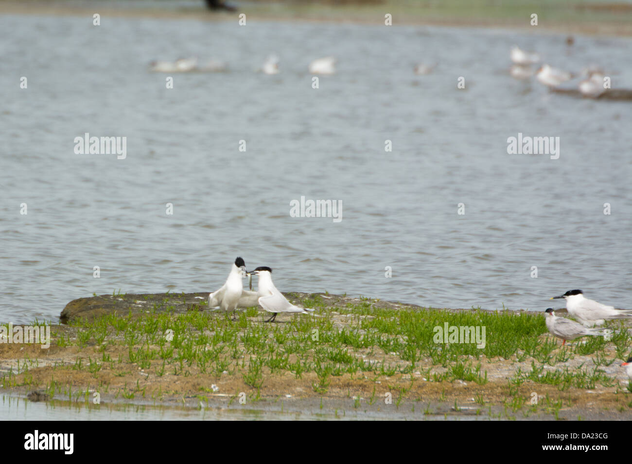 tern seagull courting and feeding Stock Photo - Alamy