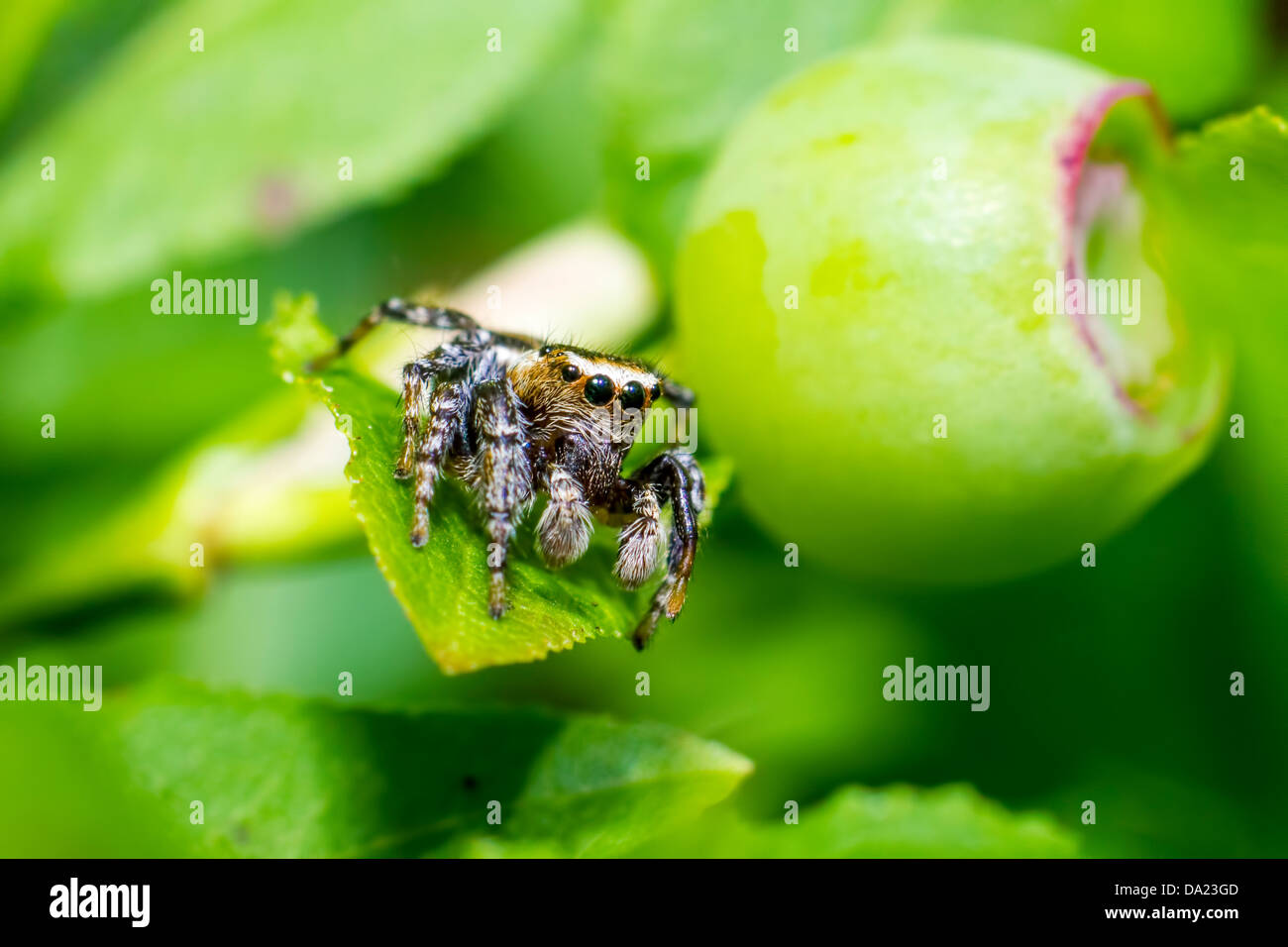 S scenicus hi-res stock photography and images - Alamy