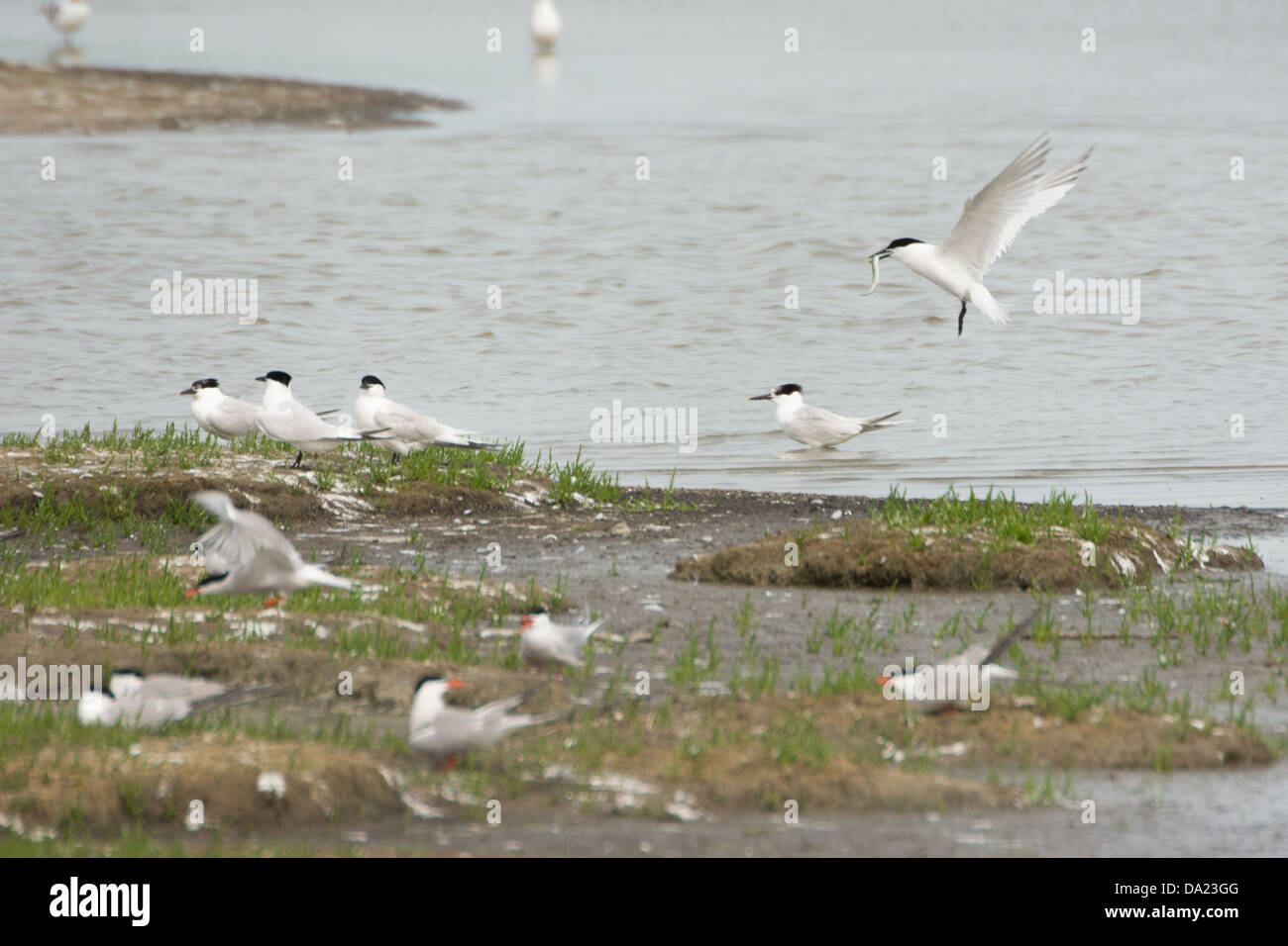 tern seagull courting and feeding Stock Photo - Alamy