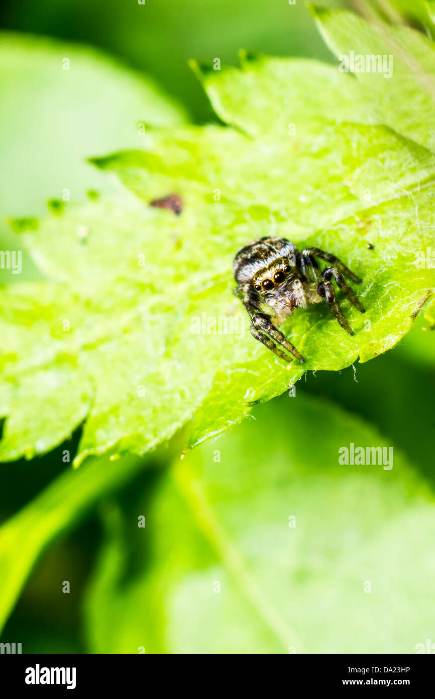 Jumping spider (Salticus scenicus Stock Photo - Alamy