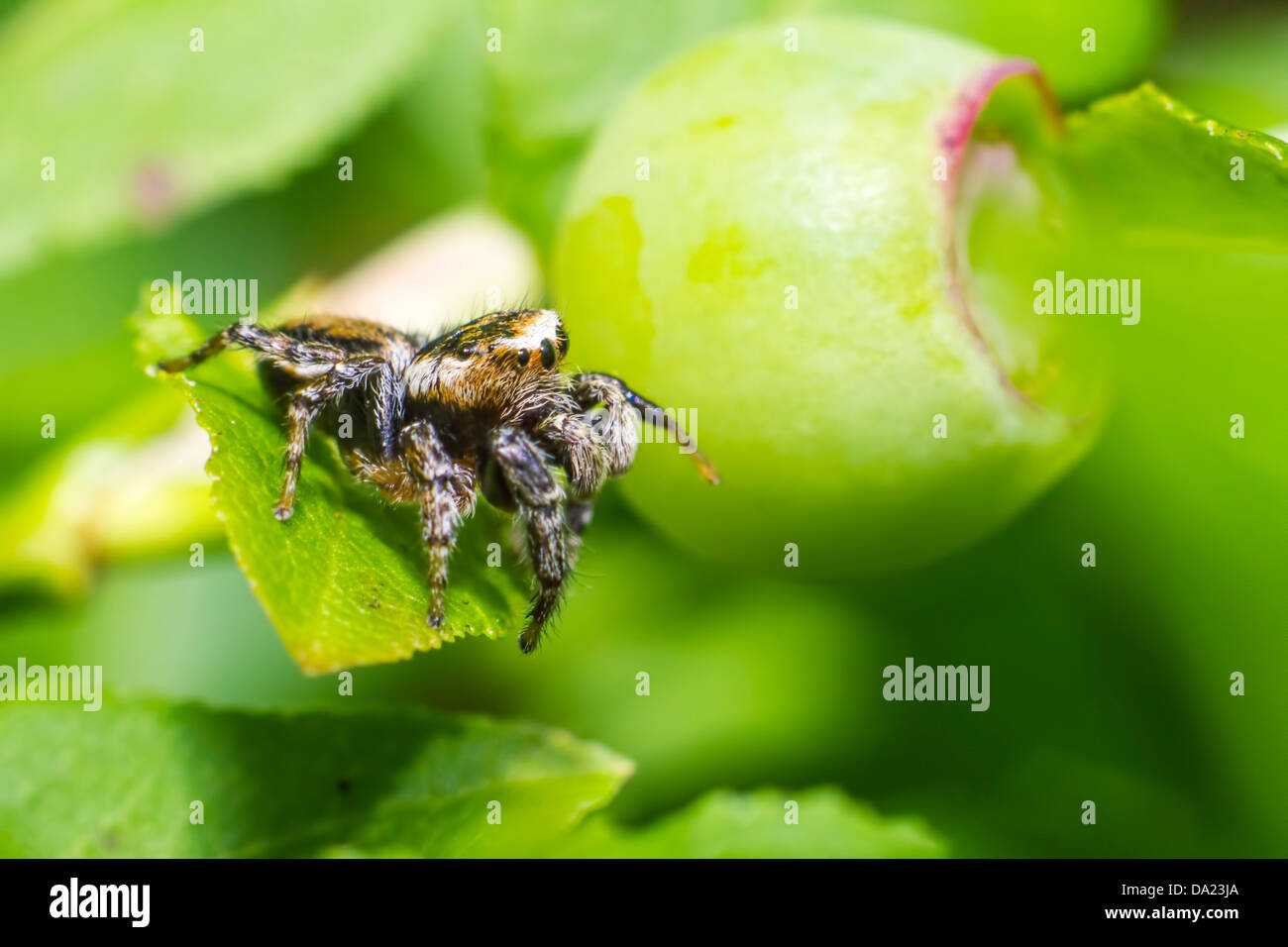 Jumping spider (Salticus scenicus Stock Photo - Alamy