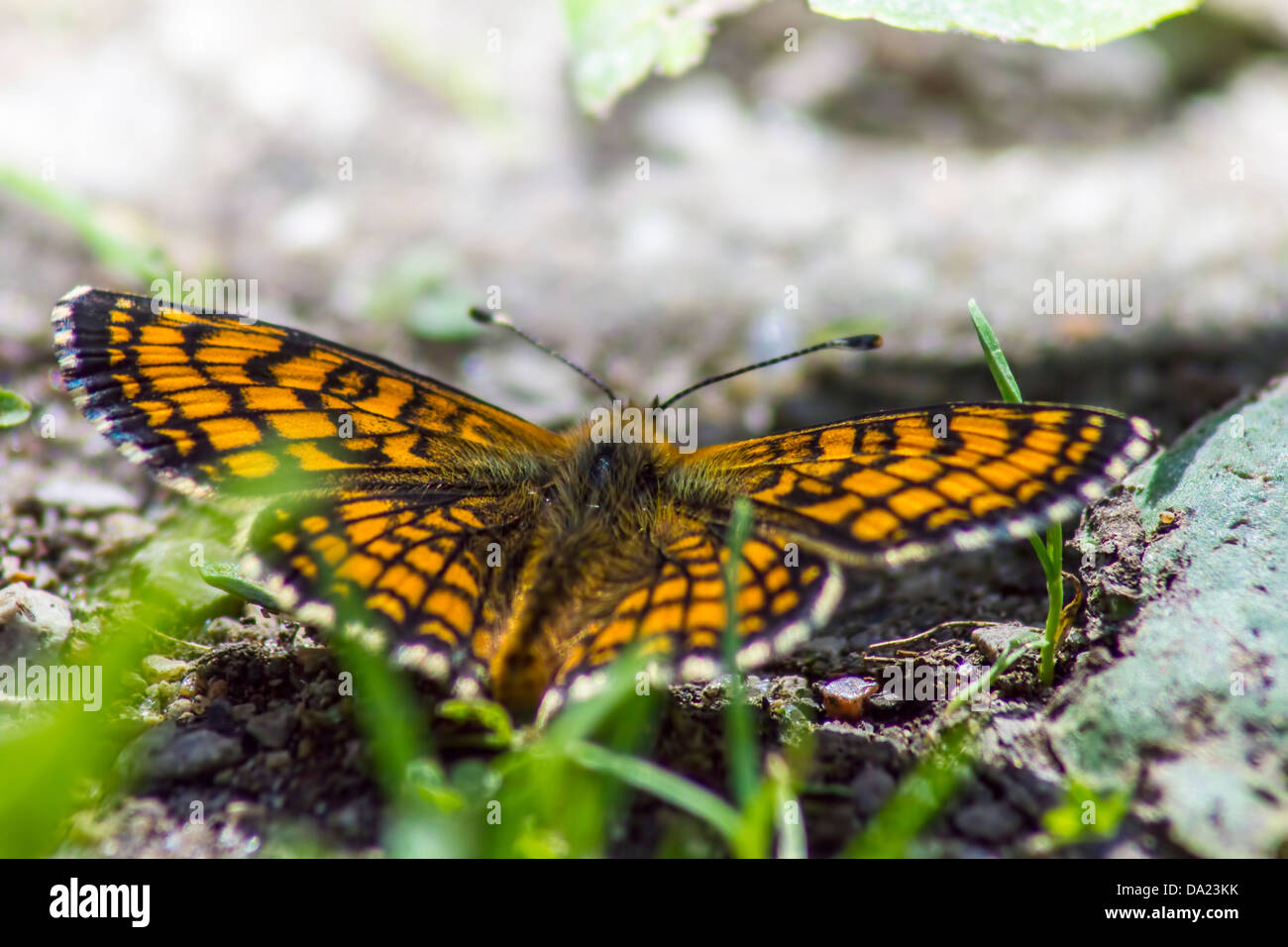 Silverspot hi-res stock photography and images - Alamy