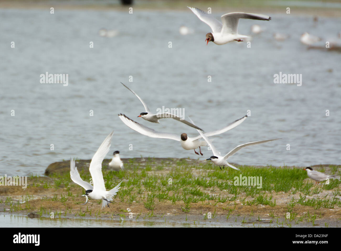 tern seagull courting and feeding Stock Photo - Alamy