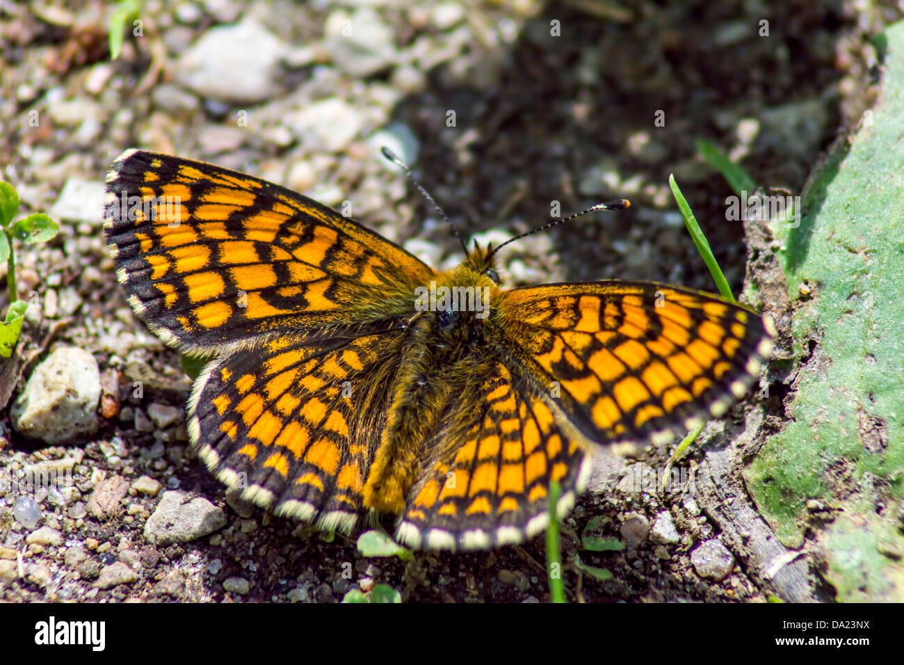 Common butterfly hi-res stock photography and images - Alamy
