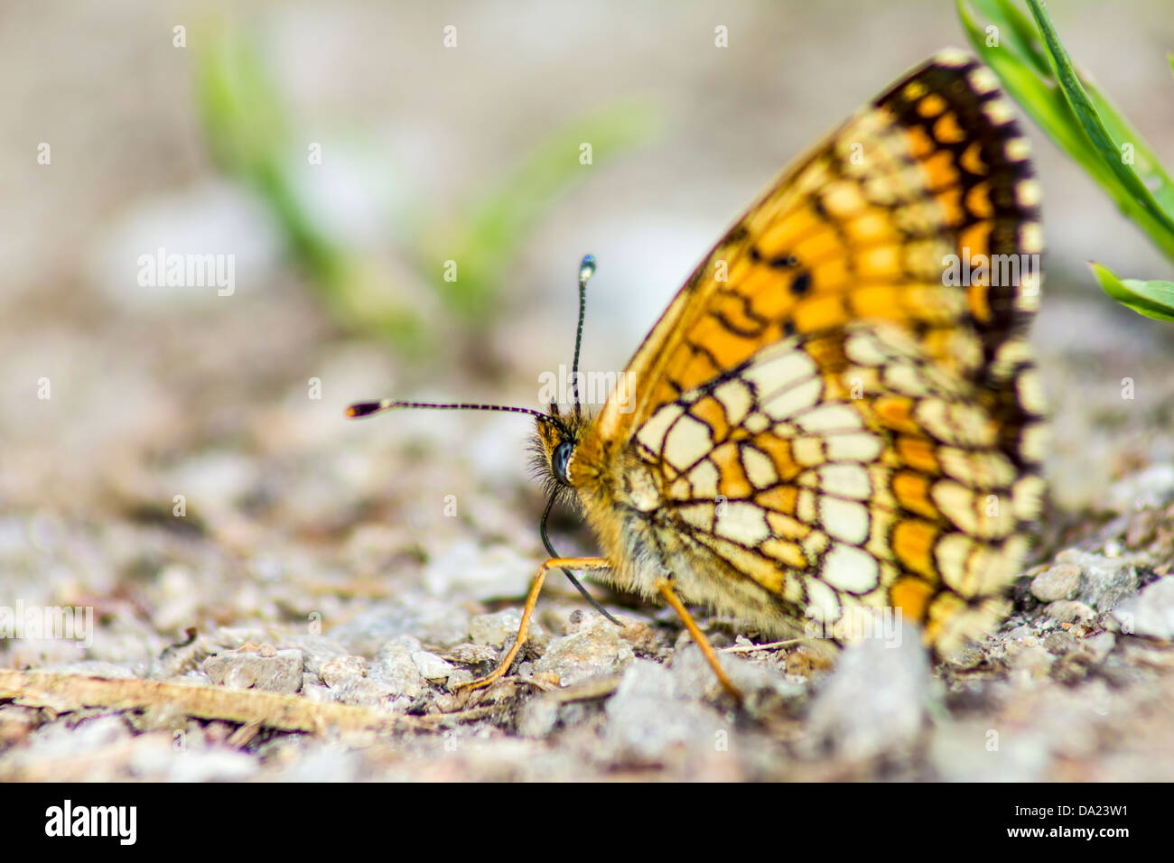 Common butterfly Silverspot (Argynnis Ino Stock Photo - Alamy