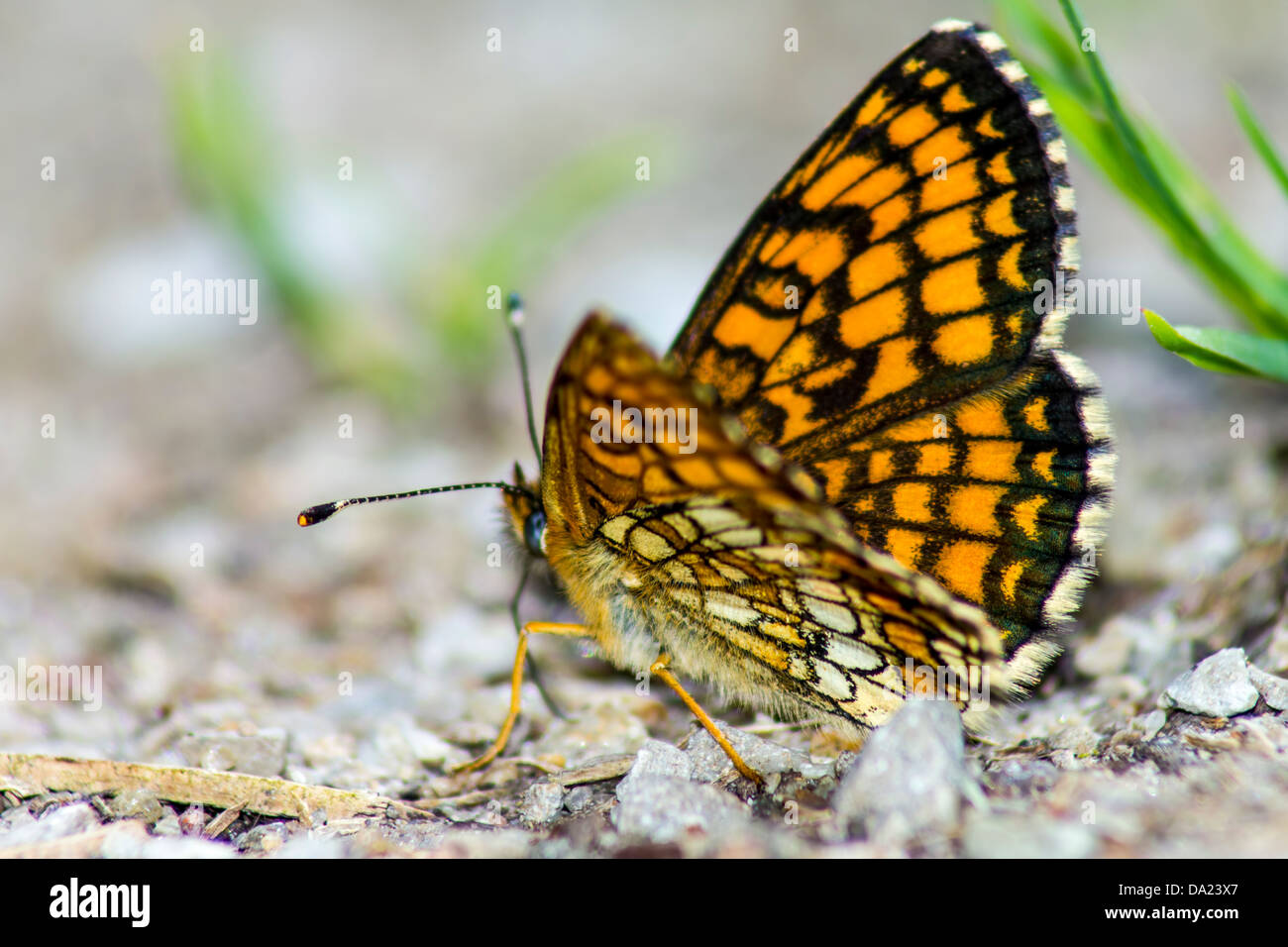 Common butterfly Silverspot (Argynnis Ino Stock Photo - Alamy